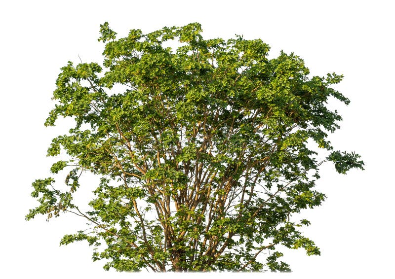 Shrubs Isolated on White Background with Clipping Path and Alpha ...