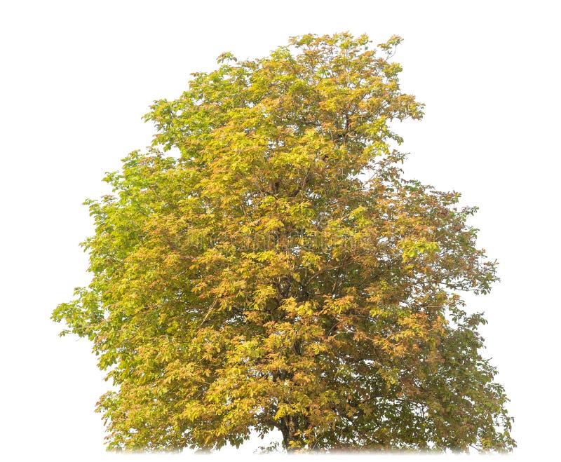 Shrubs Isolated on White Background with Clipping Path and Alpha ...