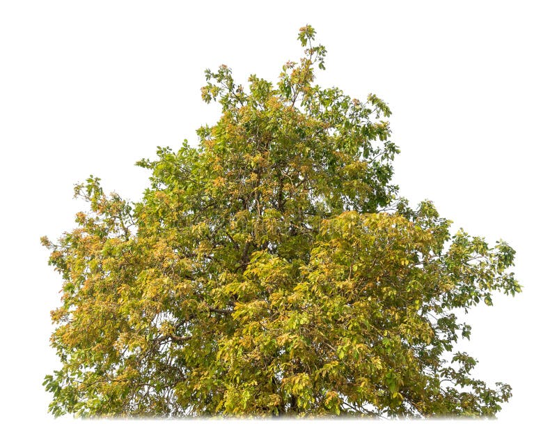 Shrubs Isolated on White Backgroundwith Clipping Path and an Alpha ...