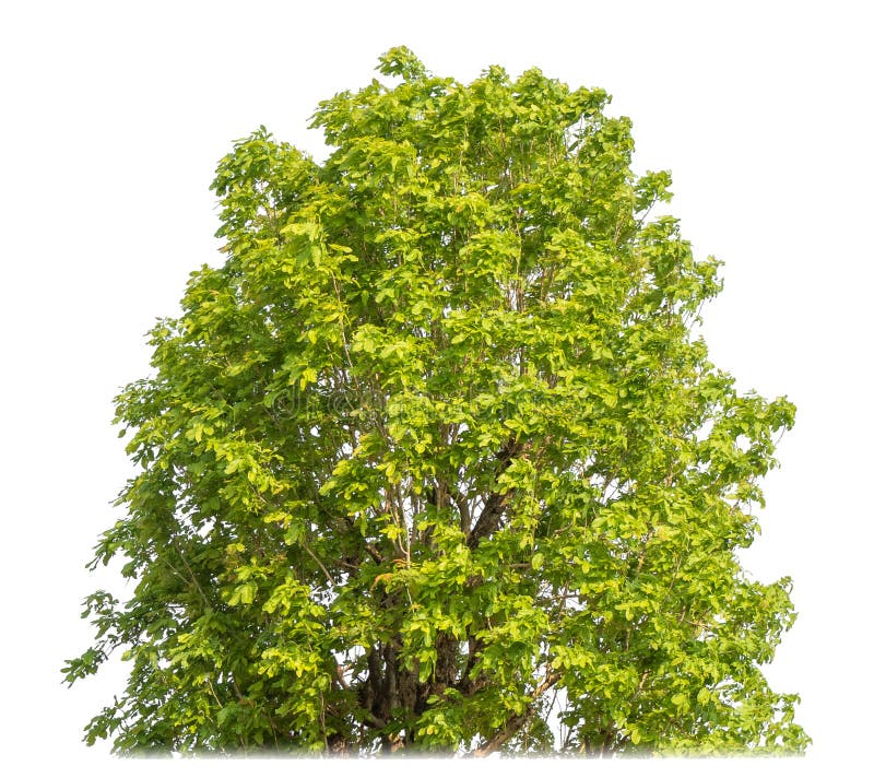 Shrubs Isolated on White Backgroundwith Clipping Path and an Alpha ...