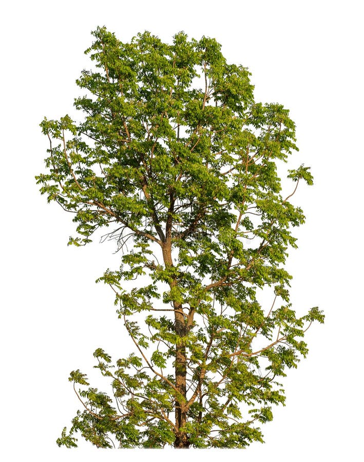 Shrubs Isolated on White Background with Clipping Path and Alpha ...