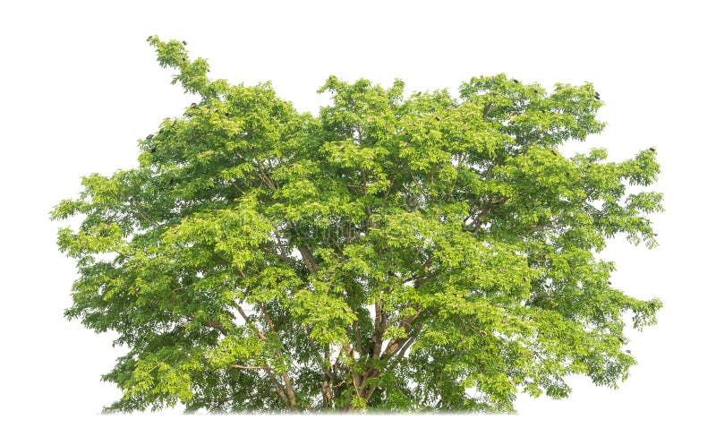 Shrubs Isolated on White Background with Clipping Path and Alpha ...