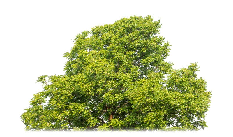 Shrubs Isolated on White Background with Clipping Path and Alpha ...