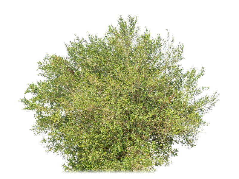 Shrubs Isolated on White Background with Clipping Path and Alpha ...