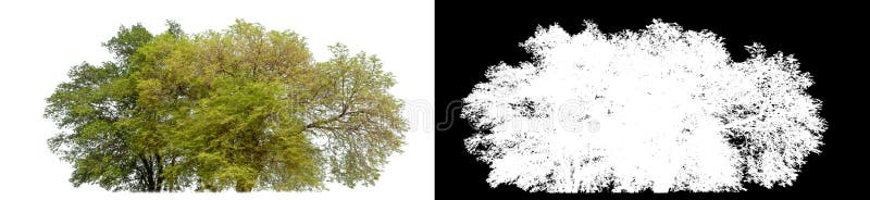 499 Flower Alpha Channel Stock Photos - Free & Royalty-Free Stock ...