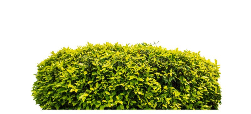 Shrub Texture Alpha