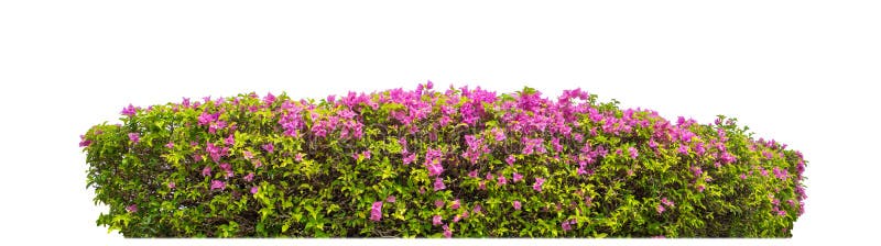 Bushes Alpha Stock Photos - Free & Royalty-Free Stock Photos from ...