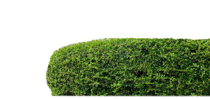 Bushes Alpha Stock Photos - Free & Royalty-Free Stock Photos from ...