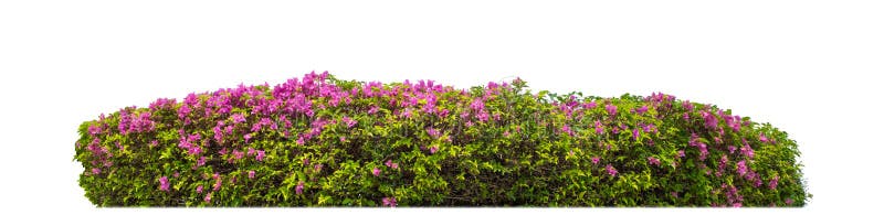 Bushes Alpha Stock Photos - Free & Royalty-Free Stock Photos from ...