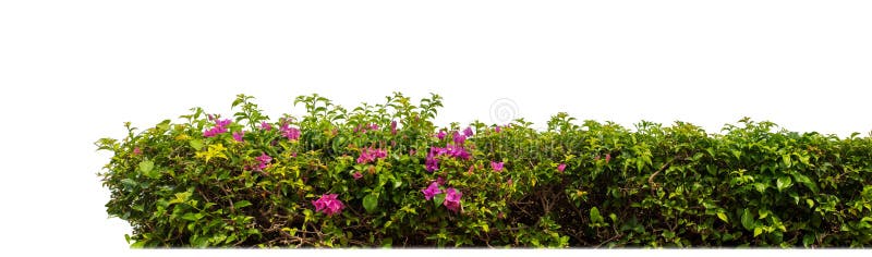 Bushes Alpha Stock Photos - Free & Royalty-Free Stock Photos from ...