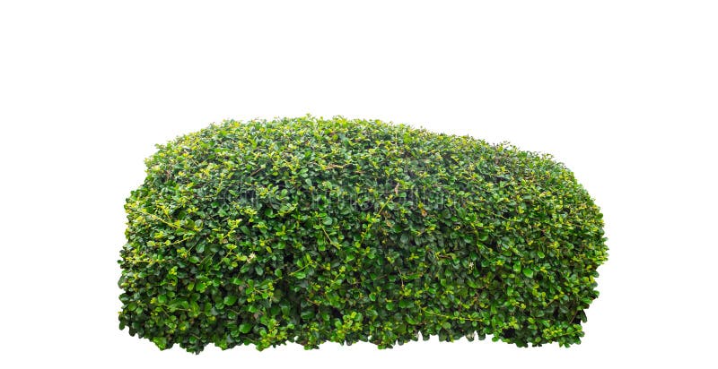 Bushes Alpha Stock Photos - Free & Royalty-Free Stock Photos from ...