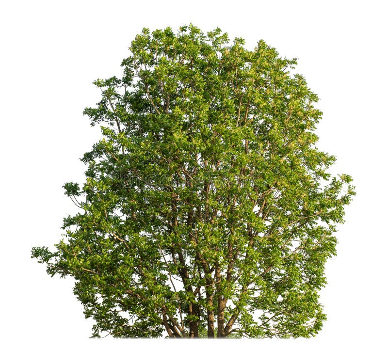 Shrubs Isolated on White Background with Clipping Path and Alpha ...