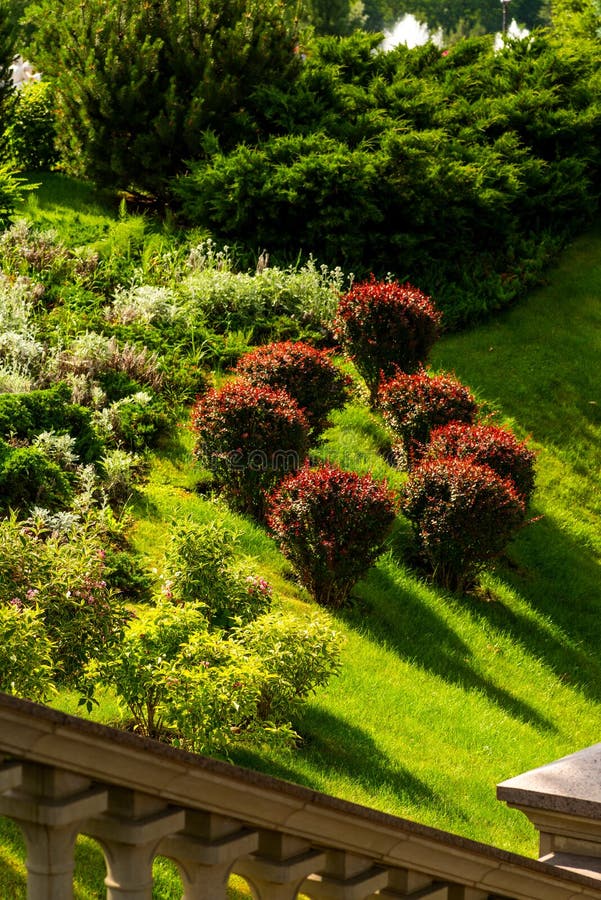 Shrubs in landscape design stock image. Image of garden - 121075201