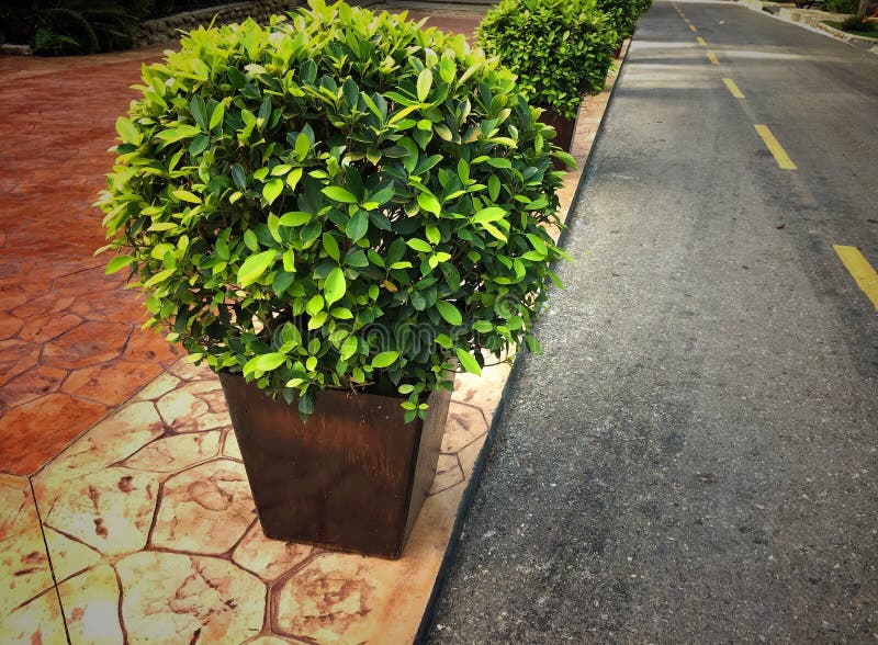 Shrubs stock photo. Image of planted, shrubs, inside - 83745388