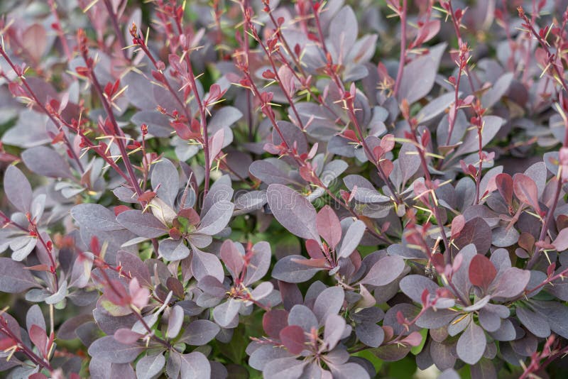 Shrubs with Red Leaves Close-up As Background Stock Photo - Image of ...