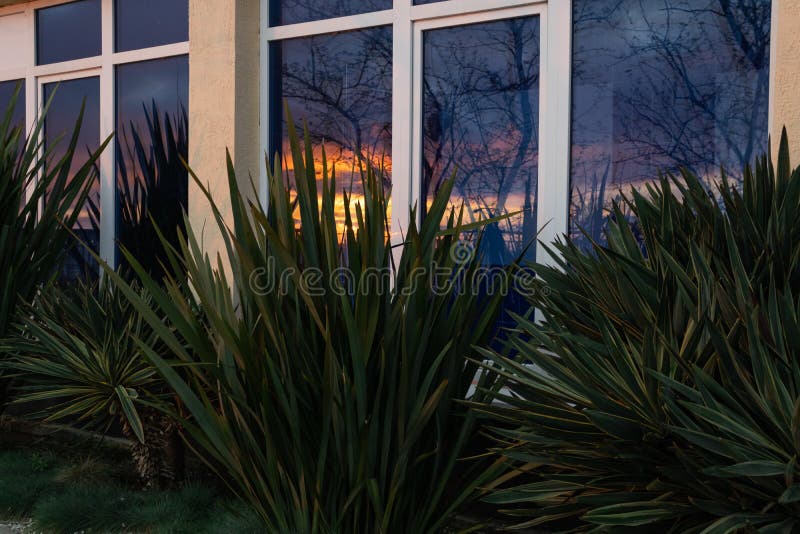 Shrubs and Reflection of the Sunset in the Glass Windows of the ...