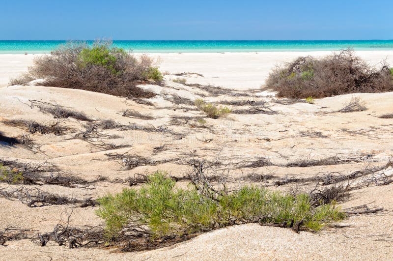 Shell Beach - Denham stock image. Image of western, summer - 149272051