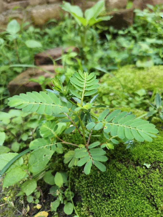 Green Tree, Gardening, Shrubs Stock Image - Image of trees, tree: 386745383