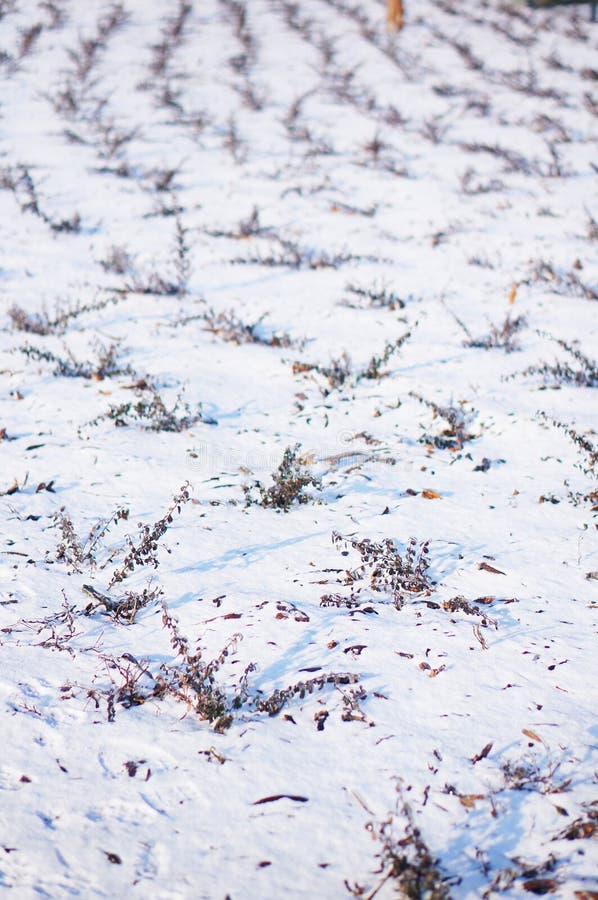 Shrubs in snow stock image. Image of snow, shrubs, natural - 44744099