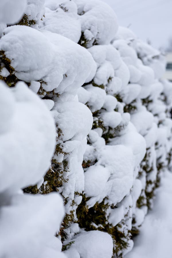 Shrubs are Snow-covered in Winter Scenery Stock Image - Image of blue ...