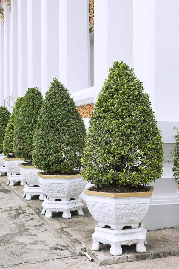 Shrubs Tree Decoration in the Temple. Stock Image - Image of temple ...