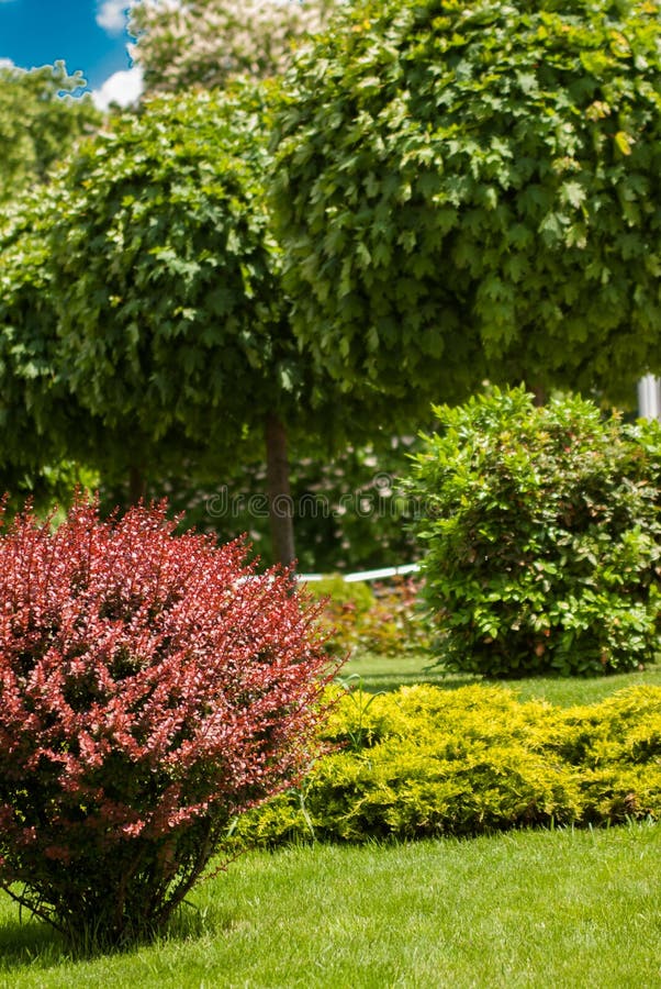 Shrubs and trees stock photo. Image of park, green, yellow - 56770602