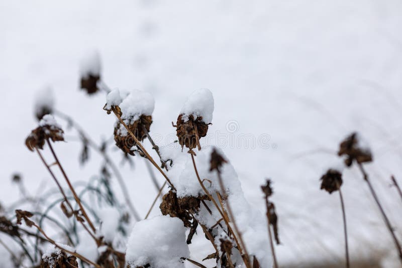 Shrubs in Winter on the Background of Snow Stock Image - Image of cool ...