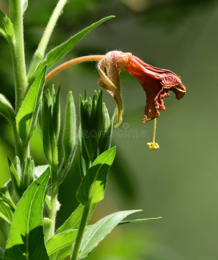 Shriveled stock image. Image of evening, wild, bloom - 252149385
