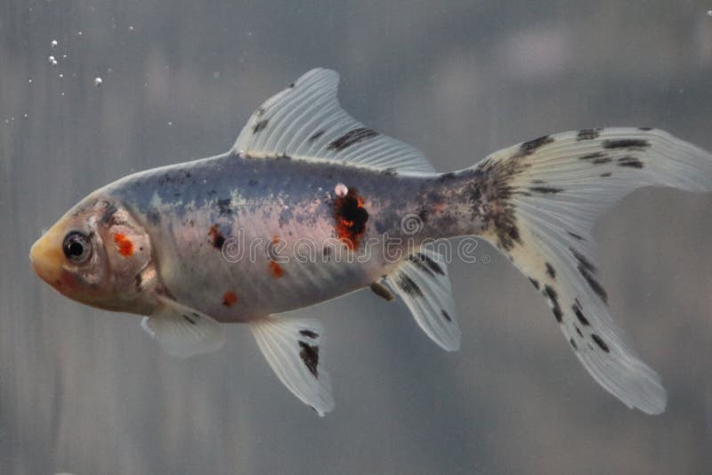 Shubunkin Nello Stagno, Con I Pesci Rossi Fotografia Stock - Immagine ...