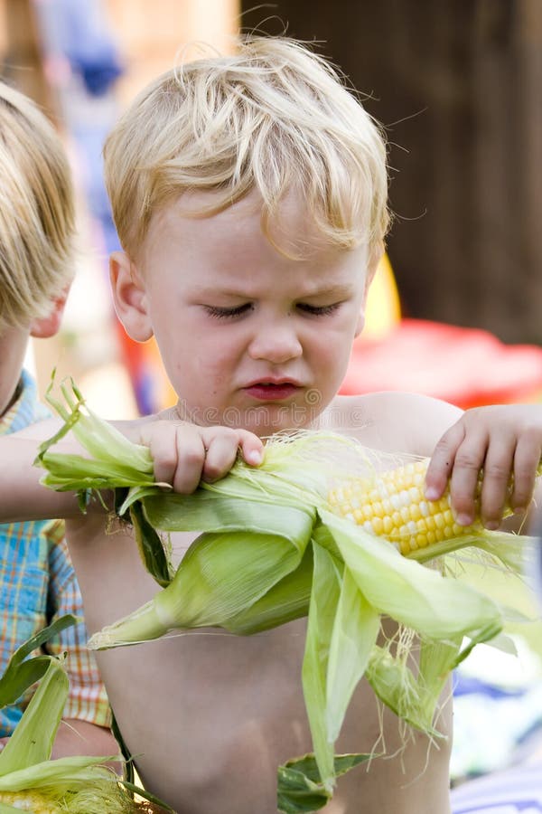 Shucking Corn stock photo. Image of maize, concentrate - 6061302