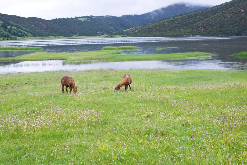 Shudu Lake scenery stock photo. Image of country, horse - 26629462
