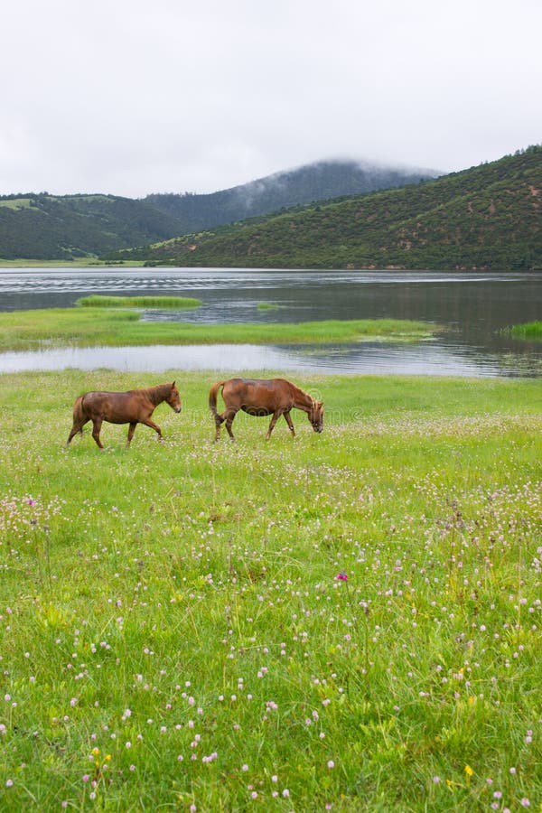 Shudu Lake scenery stock image. Image of peaceful, bitahai - 26629503