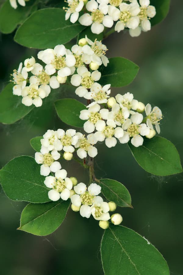 Xunzi Flowers Stock Photos - Free & Royalty-Free Stock Photos from ...