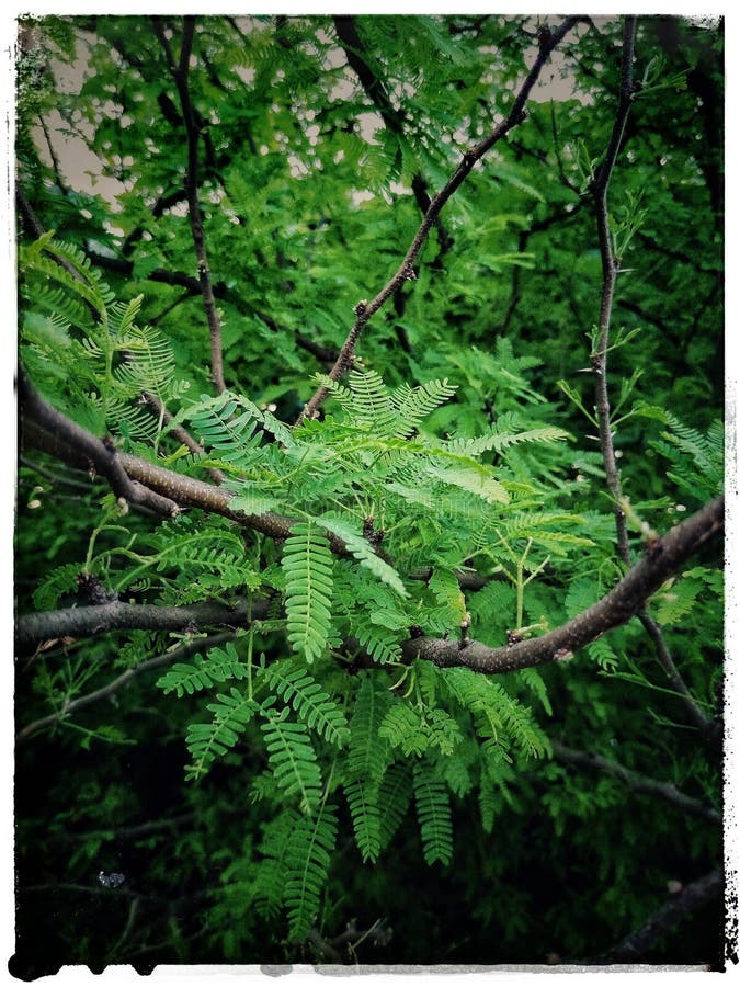 Shurb Plant Wallpaper,natural Wallpaper Stock Image - Image of leaf ...