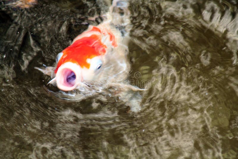 Koi fish lips stock photo. Image of funny, mouth, open - 5608684