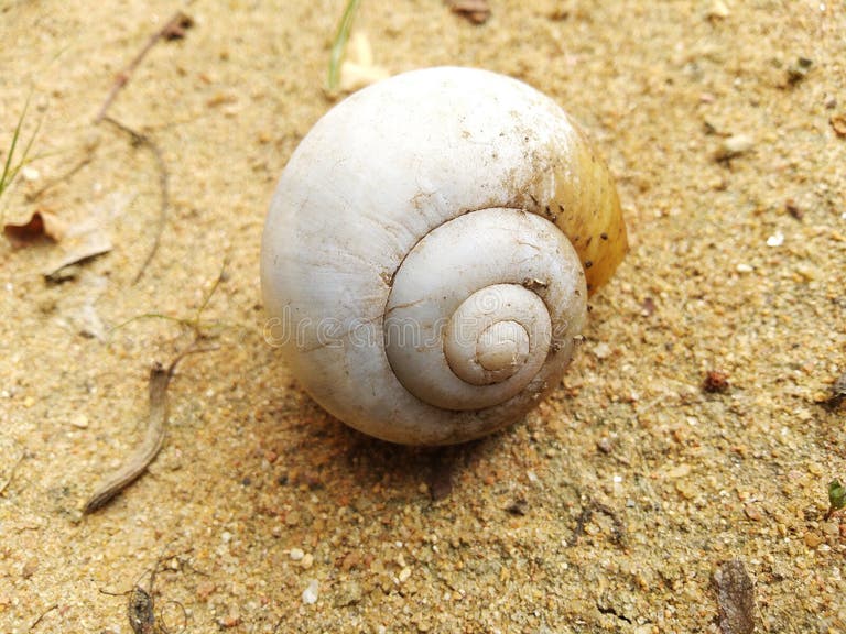 Shutter Shell stock image. Image of sand, shutter, white - 156765799