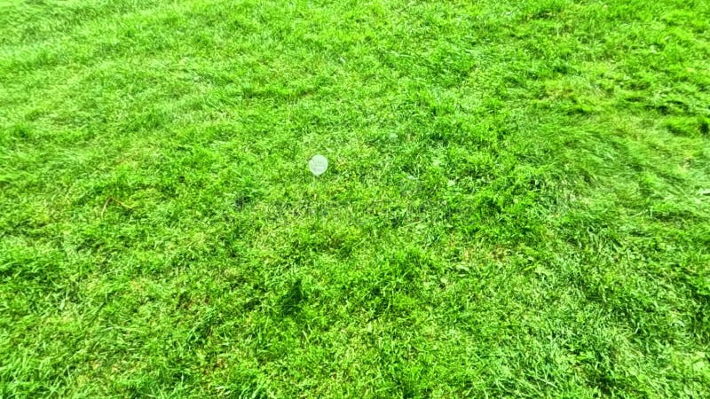 Single White Ball Bouncing Across Green Grass Stock Video - Video of ...