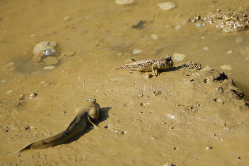 Shuttles hoppfish stock image. Image of mudflat, mudskipper - 317042539
