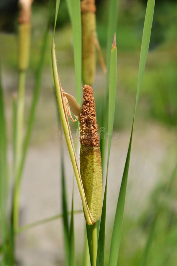 Shuttleworths Cattail stock photo. Image of broadleaf - 150443748