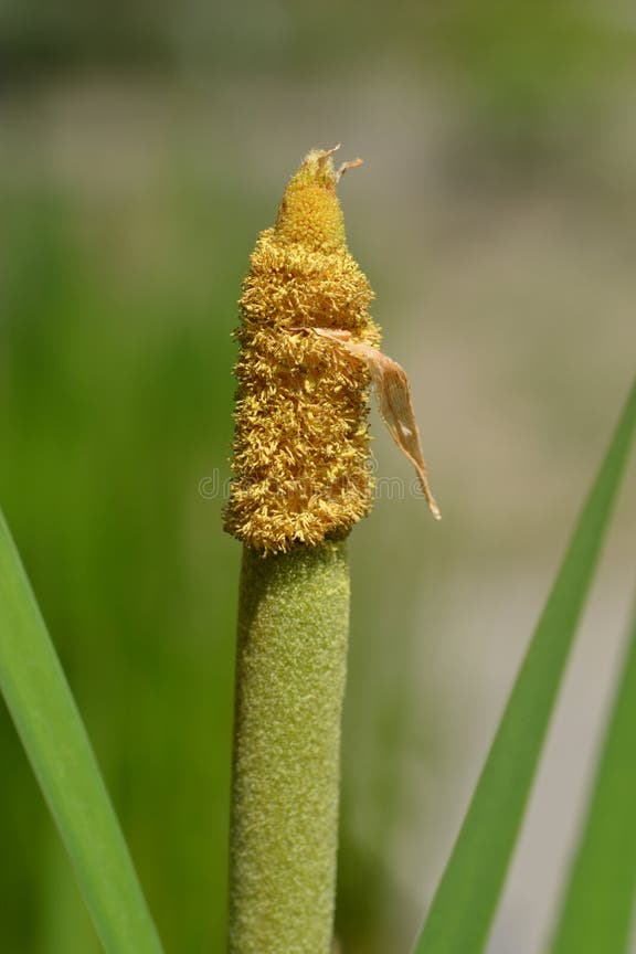 Shuttleworths Cattail stock photo. Image of garden, wetland - 151933454