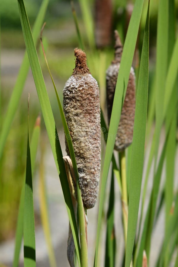 Shuttleworths Cattail stock photo. Image of close, plant - 153901848