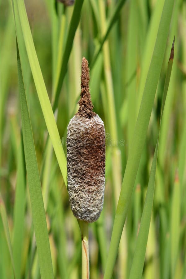 Shuttleworths Cattail stock photo. Image of leaf, broadleaf - 154175128