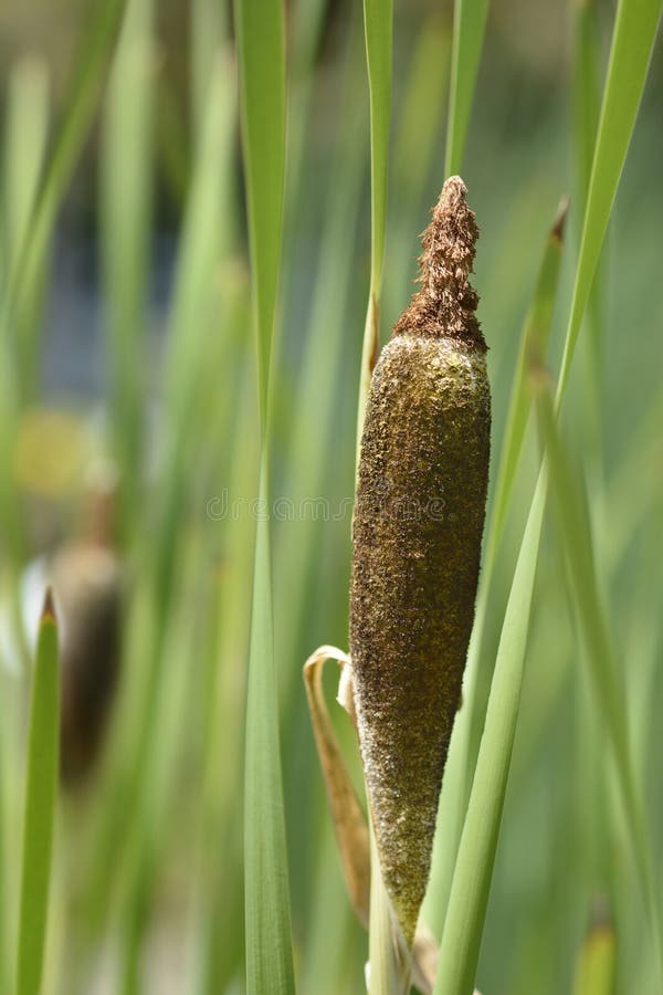 Shuttleworths Cattail stock image. Image of reedmace - 331833049