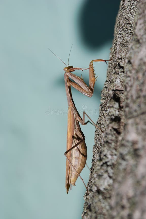 Shy assassin stock image. Image of mantis, walnut, mustache - 28719713