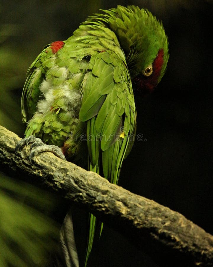 The shy bird stock image. Image of wildlife, bird, green - 73520145