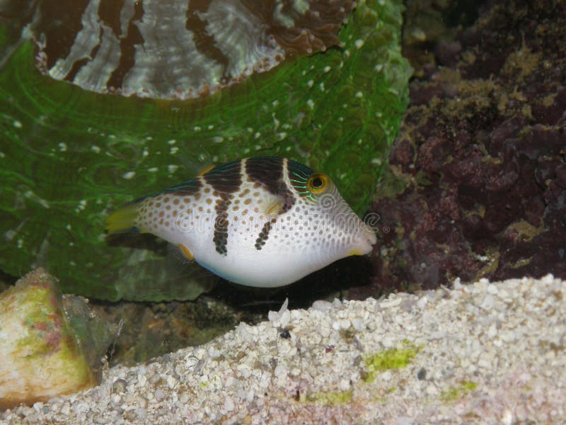Shy Black-Saddled Toby Puffer Fish Stock Photo - Image of valentini ...