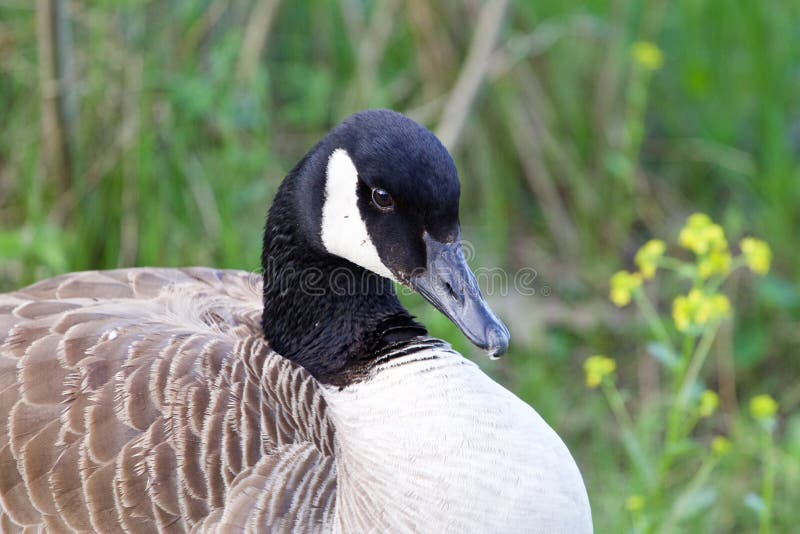 Shy cackling goose stock photo. Image of flowers, strong - 55567794