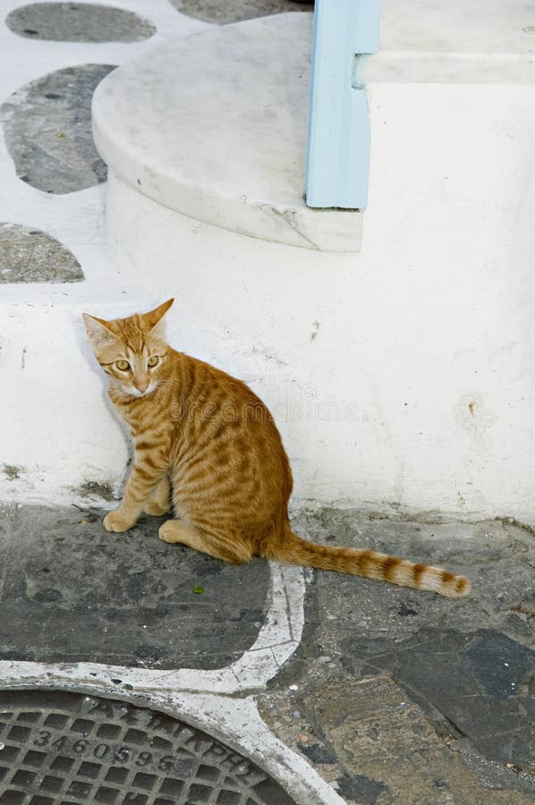 Shy cat stock image. Image of eyes, experiences, mood - 10298651
