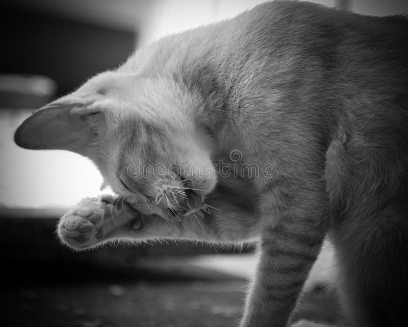 The shy cat stock photo. Image of black, pets, cute - 182588850