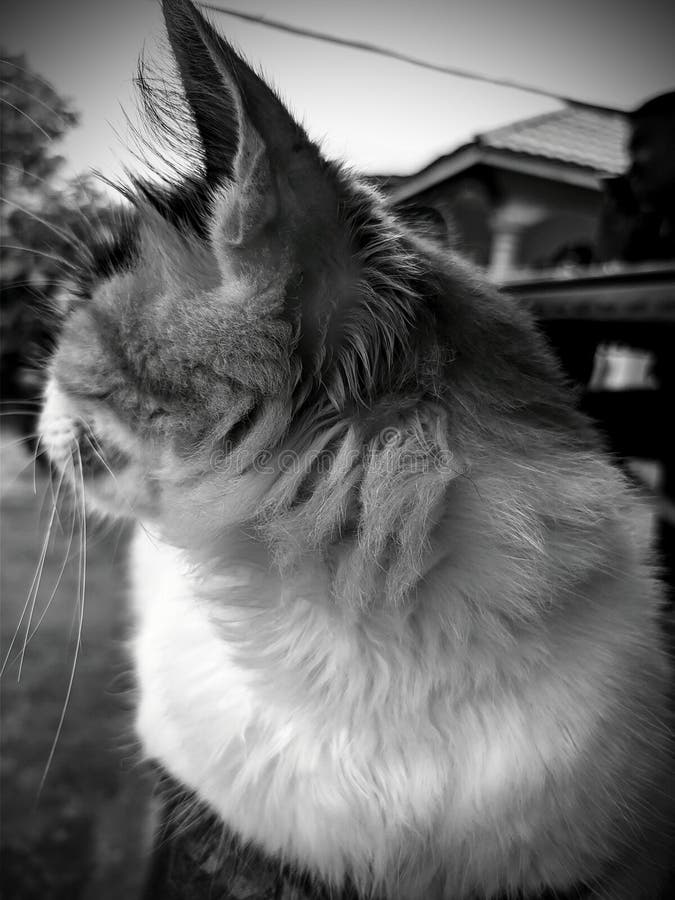 The shy cat stock image. Image of mammal, nose, monochrome - 362431491